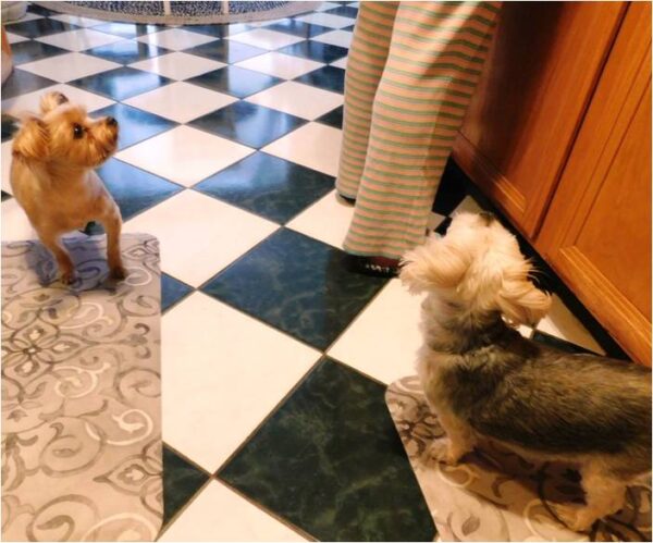 Chicken Nugget Dog Treats - a Homemade Option - Snoot and Toebeans