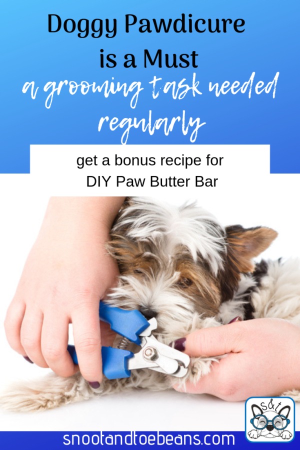Dog Pawdicure is a Must – Regular Grooming Task - Snoot and Toebeans