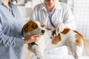 Fear Free Approach Transforms Vet Practices - Snoot and Toebeans