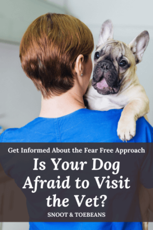 Fear Free Approach Transforms Vet Practices - Snoot and Toebeans