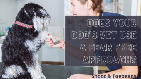 Fear Free Approach Transforms Vet Practices - Snoot and Toebeans