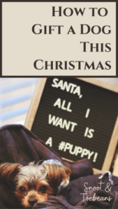 Gifting a Dog at Christmas - 5 Tips to do it Right - Snoot and Toebeans
